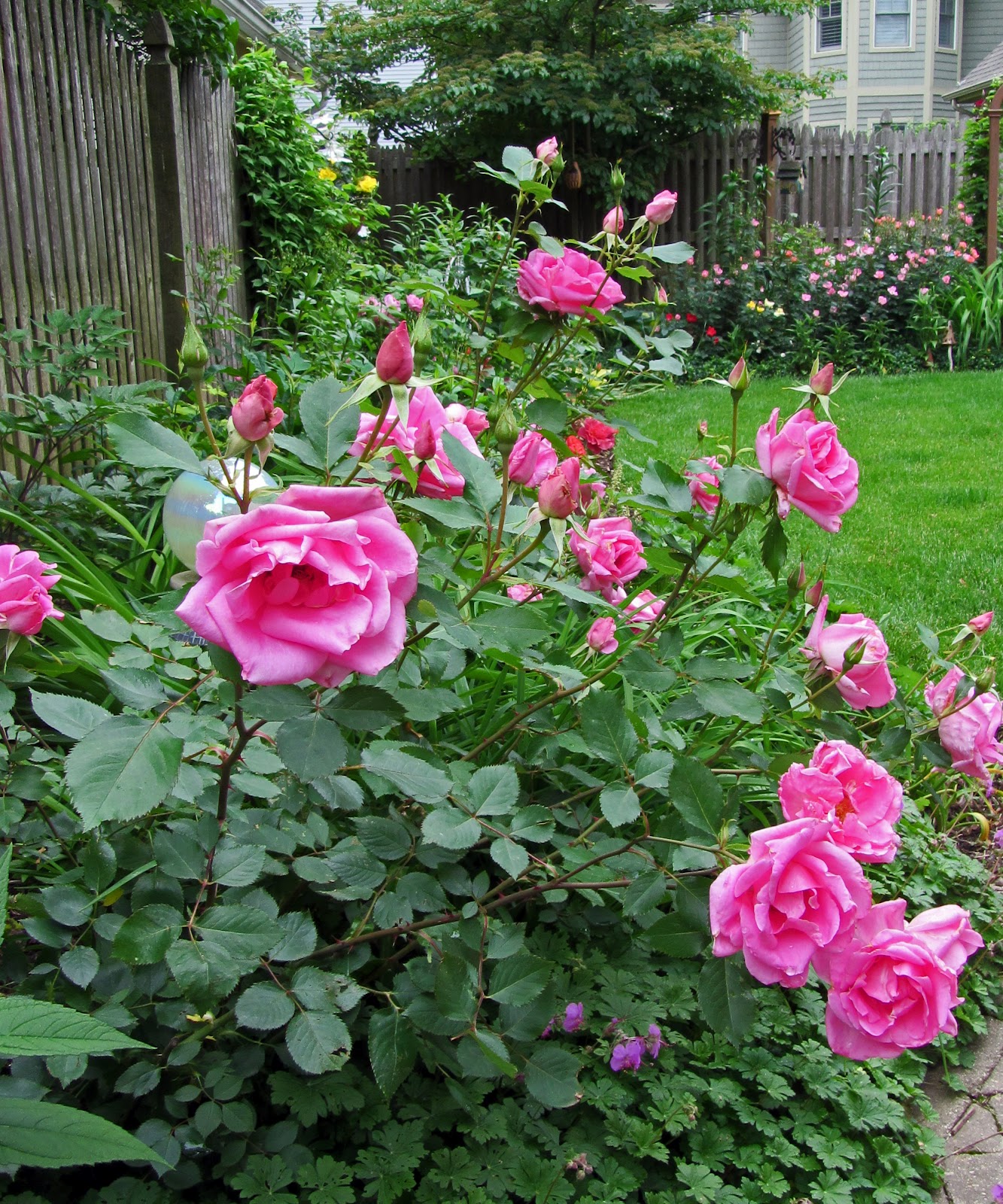 Gatsbys Gardens: May 22, 2012