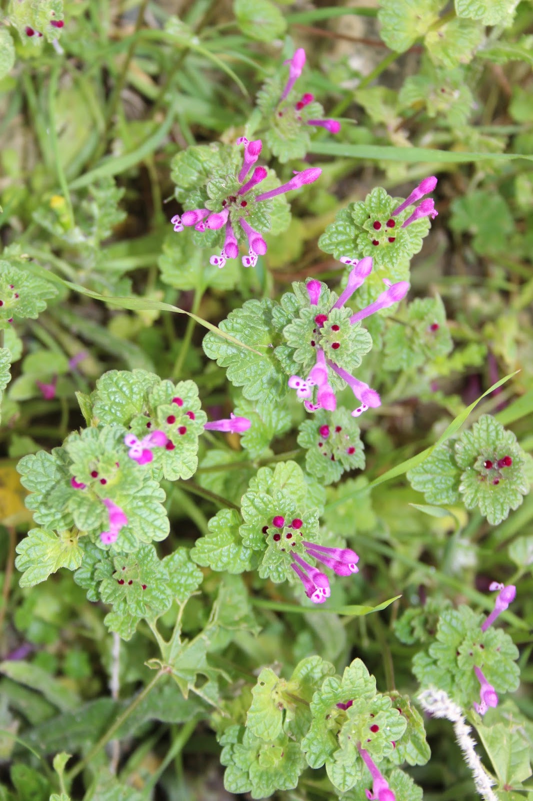 Biodiversity of Cyprus by NGO Protection of the Natural Heritage and ...