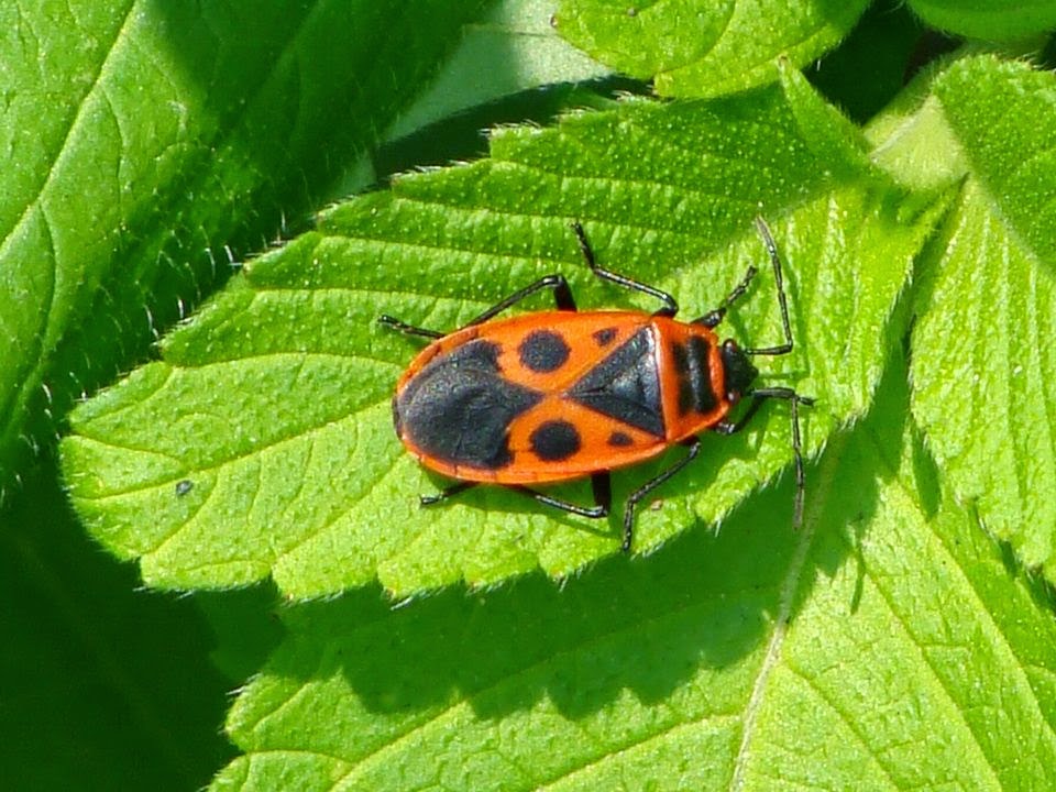 Bugs from Romania: Pyrrhocoris apterus