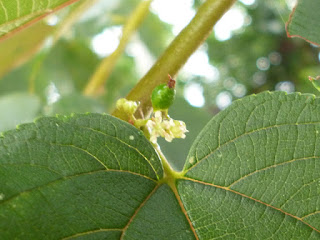 Indian Charcoal Tree - Gadumba | SL Flora