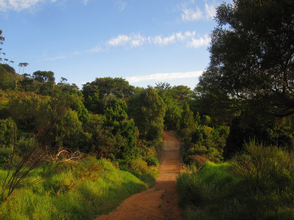 Newlands Forest Trail Run