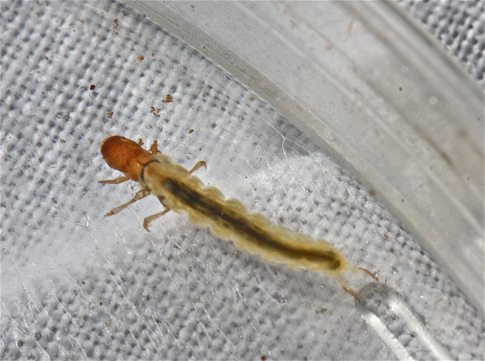 Aquatic Insects of Central Virginia: The Rapidan at the Beginning of ...