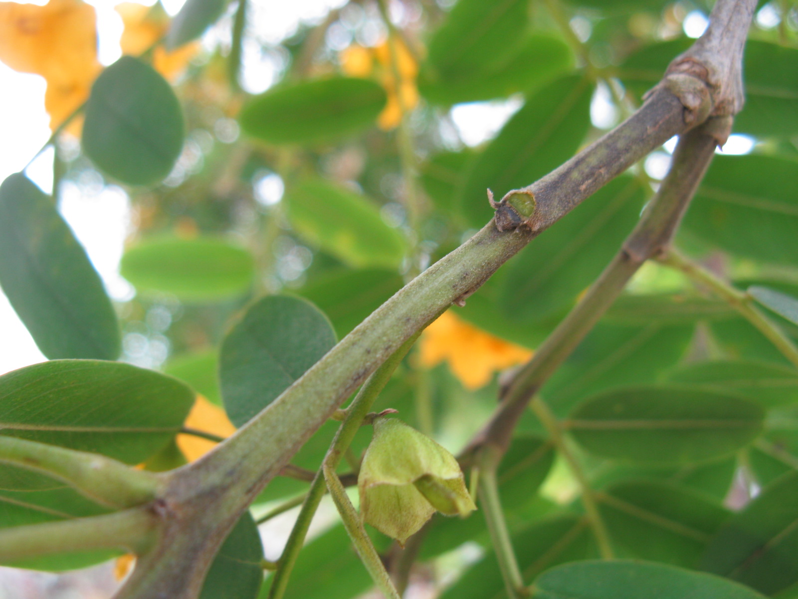 Trees of Santa Cruz County: Tipuana tipu - Tipu Tree