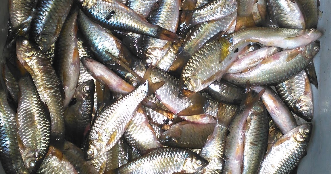 Cara mengolah ikan wader yang baik dan benar - Resep masakan, makanan ...