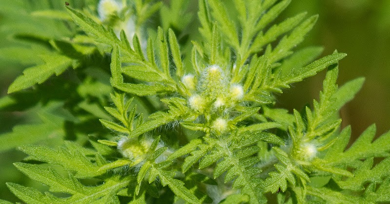 Effects of NO2 on Inflorescence Length, Pollen/Seed Amount and Phenolic ...