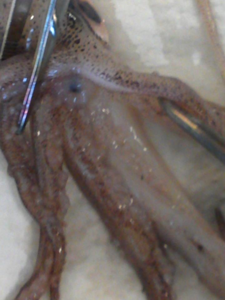Josh's Biology Blog: Squid Dissection!