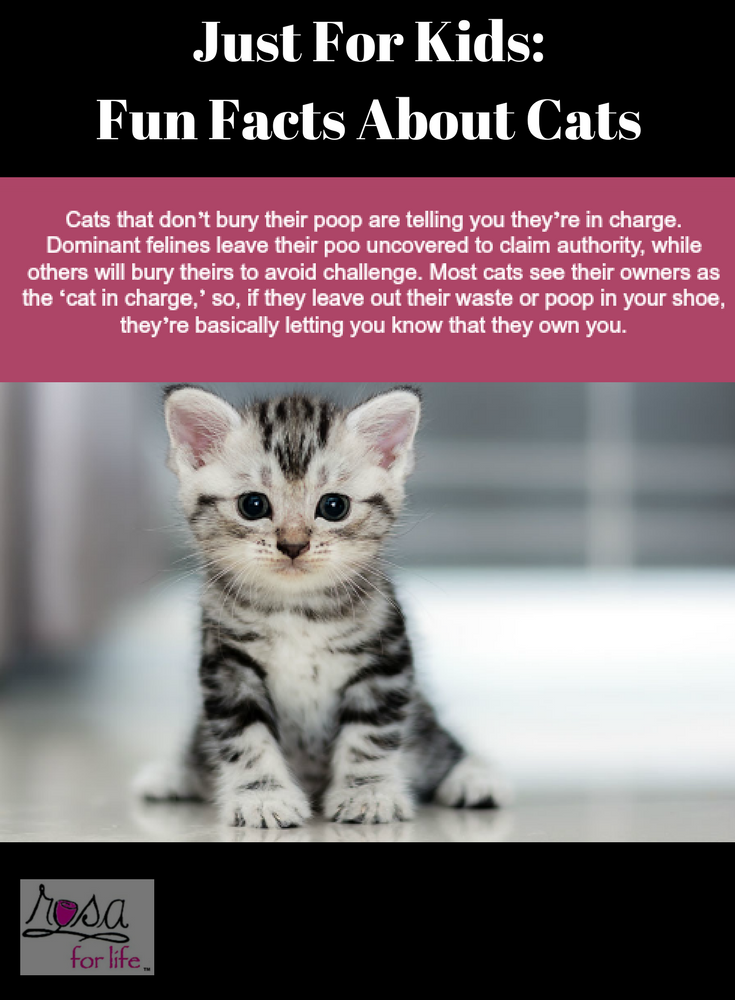 Rosa For Life Just For Kids Fun Facts About Cats rosa-for-life-just-for-kids-fun-facts-about-cats