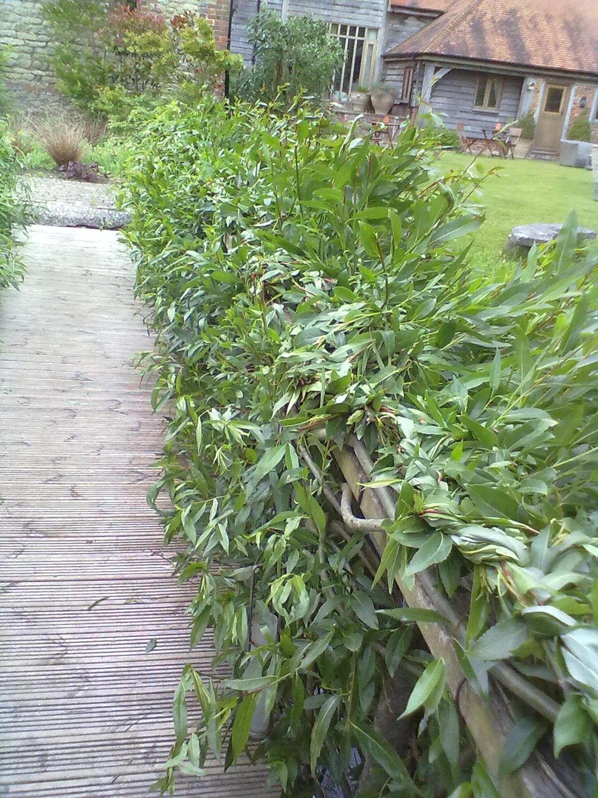 Rachel the Gardener: Where there's a Willow, there's a way...