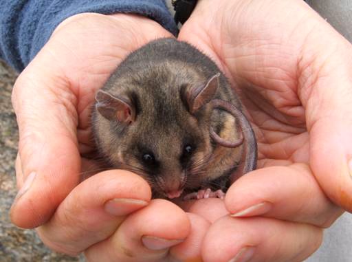 Mountain Pygmy Possum