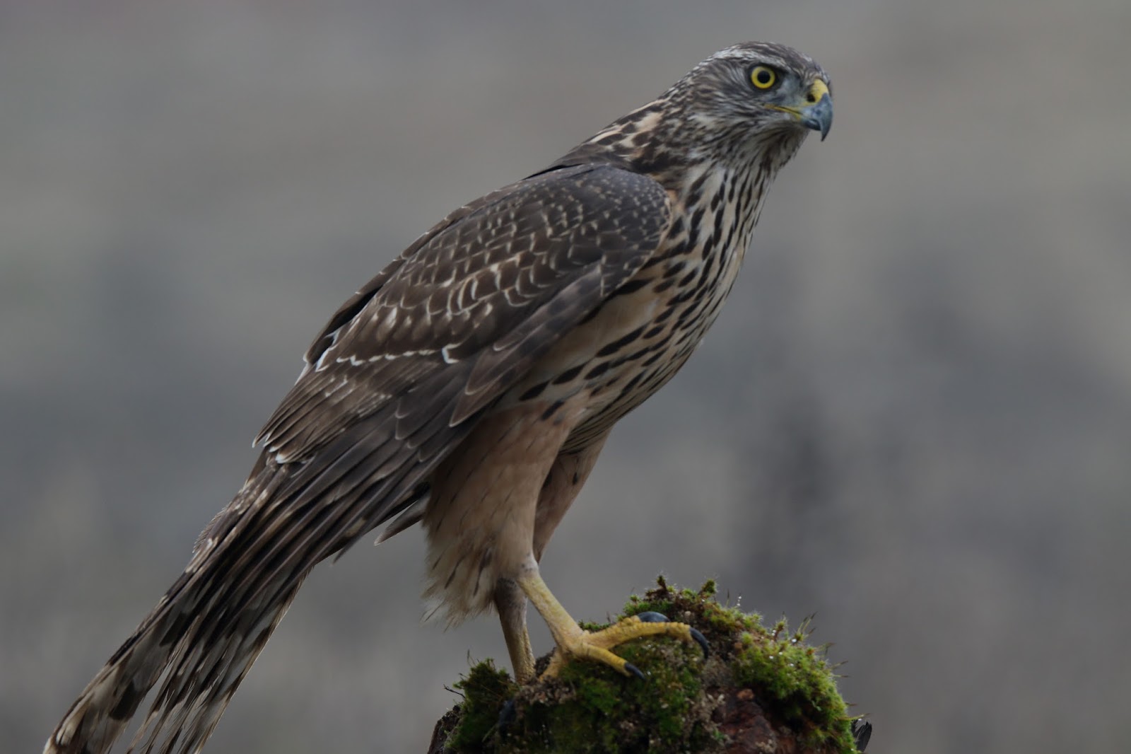 NATURAMETEO, majulada: Azor