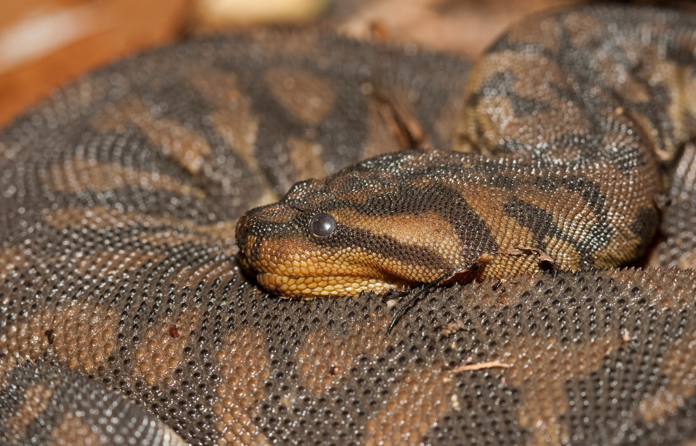 Life is short, but snakes are long: Dragonsnakes and Filesnakes Revisited