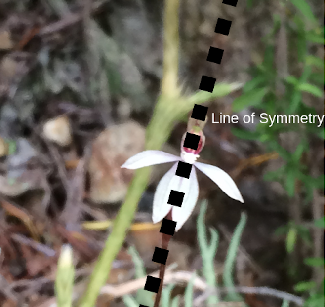 Explore and Discover Nature: Nature's Symmetry - a flower hunt