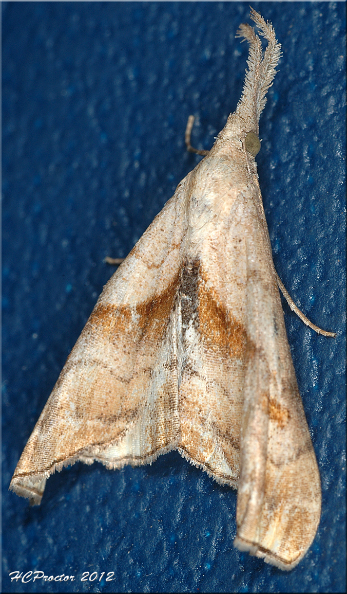 The Home Bug Garden: Moth Week 5: Snout Moths