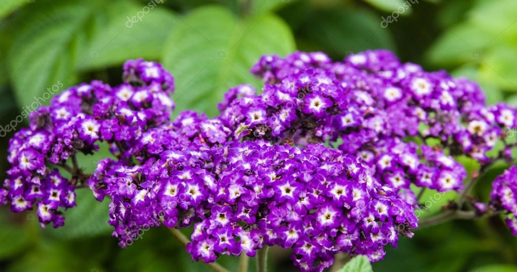 HELIOTROPO LUZGITANA