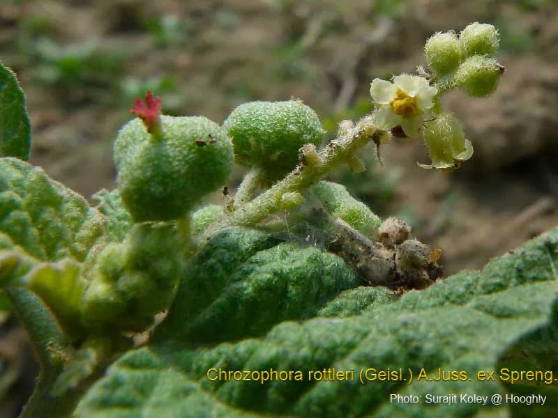 Medicinal Plants: Chrozophora rottleri, Suryavarta, gurugu, Purapirakkai