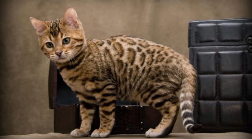 WORLD TOP 10 MOST EXPENSIVE CATS - SZD