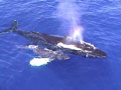 Encantos del Pacífico: Cantos "ballenatos"