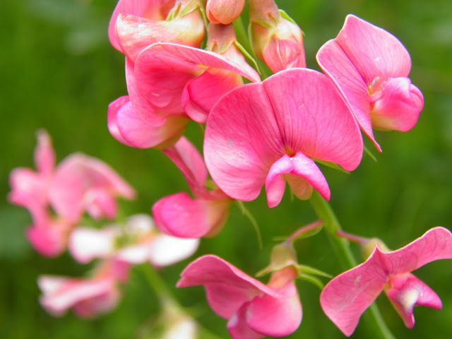 PASARI DIN ROMANIA: CODROS DE PADURE (2), Phoenicurus phoenicurus