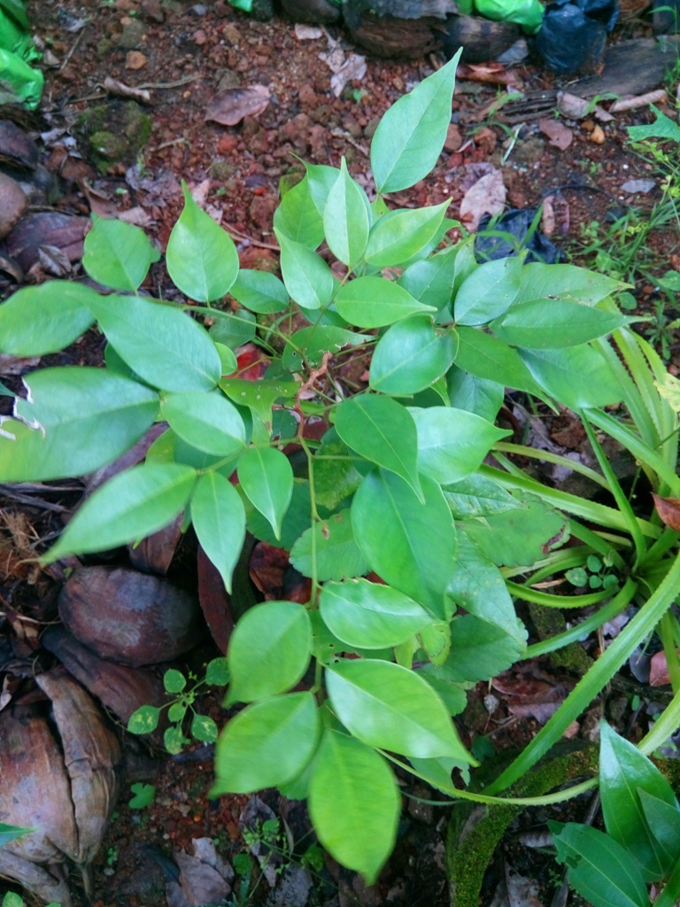 Cassia fistula / Ehala / ඇහැල / Aragvadha/ Rajavruksha/ Sampaka ...