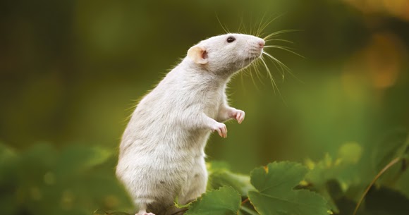 Toca dos Pets: Saiba como cuidar de um camundongo de estimação