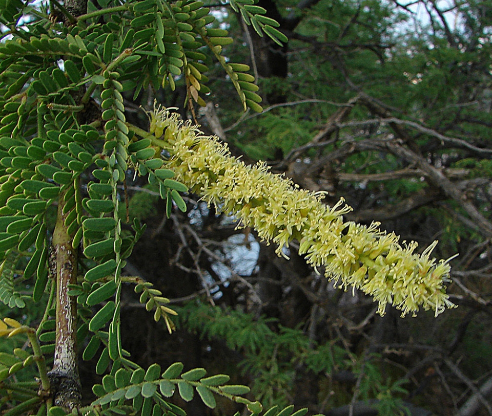 Paleoautóctonas (25): Prosopis | Crónicas de un mundo en mutación