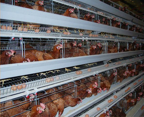 Agrifarming: Layer Poultry Farming Project Report for 1000 Birds