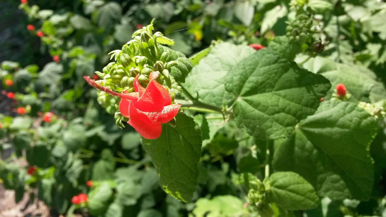Nature Photography and Facts : Turk's Cap