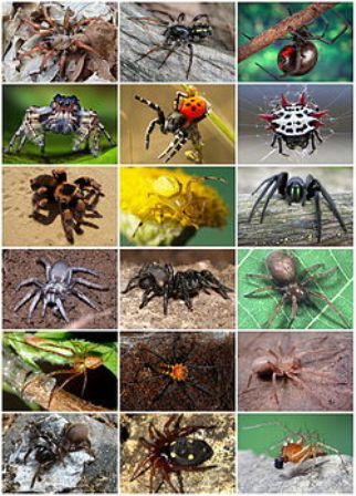 Spider taxonomy - The book of earth
