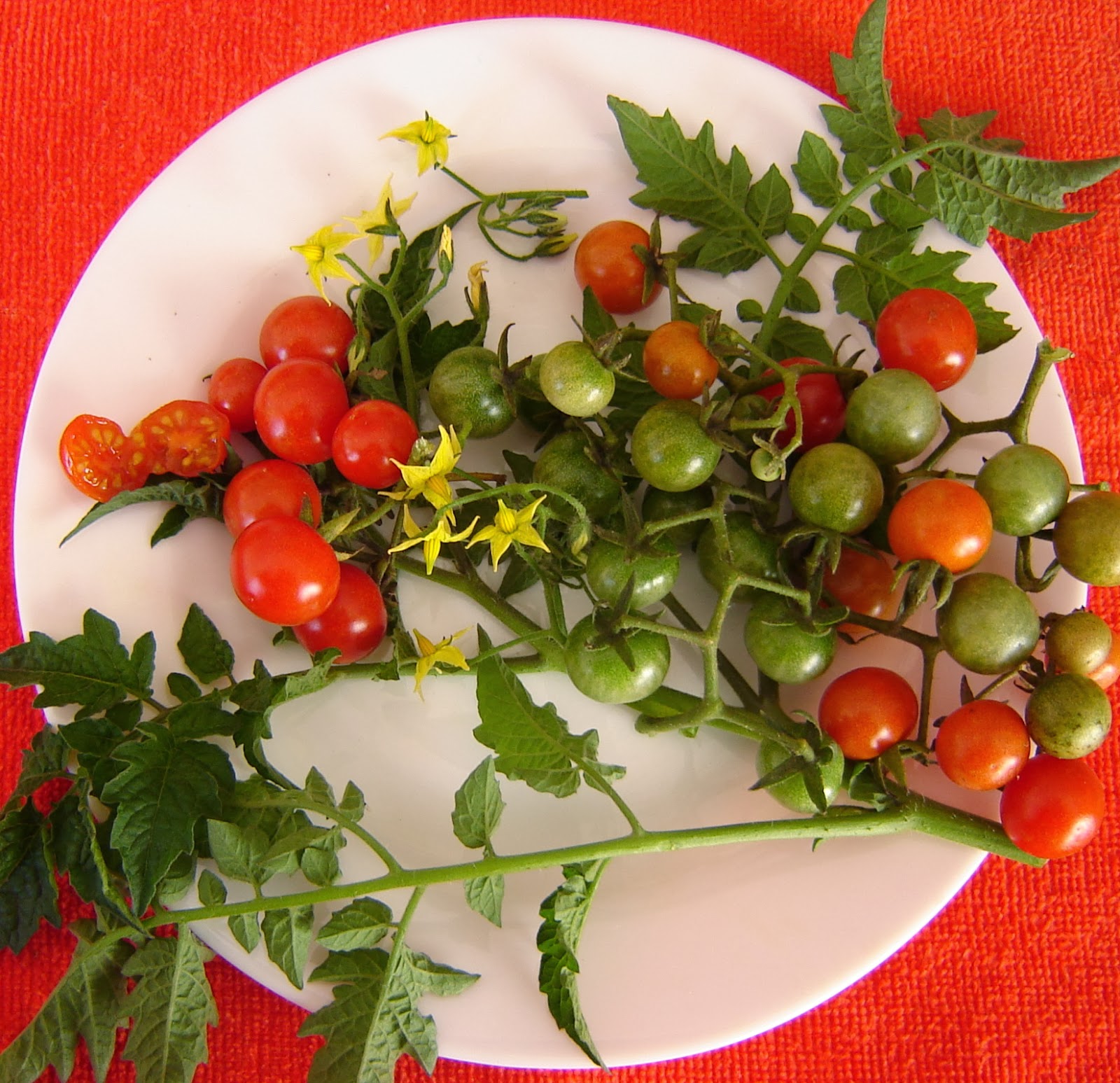 v e r d e c h a c o: Tomate pasa / Tomate grosella