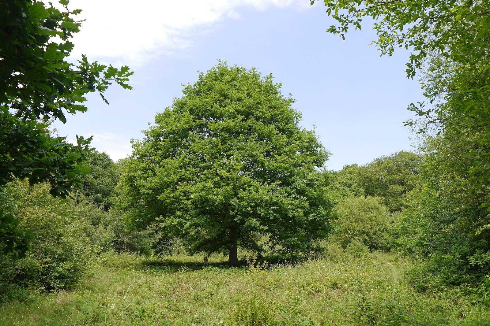 Walking in the country: Oaken Wood, near Chiddingfold
