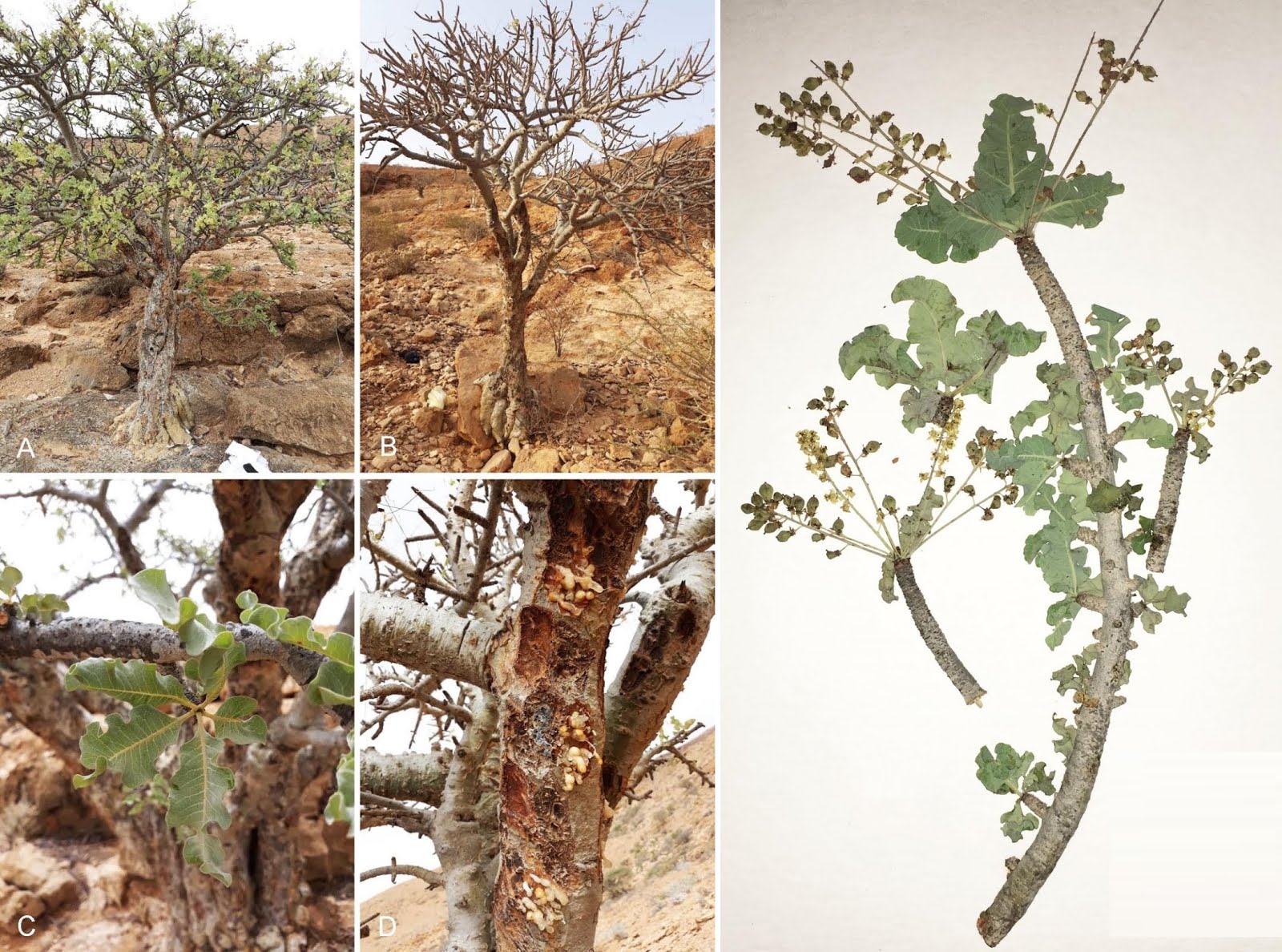Species New to Science: [Botany • 2019] Boswellia occulta (Burseraceae ...