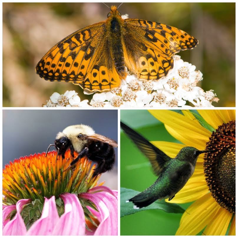 Protecting pollinators: the butterfly effect