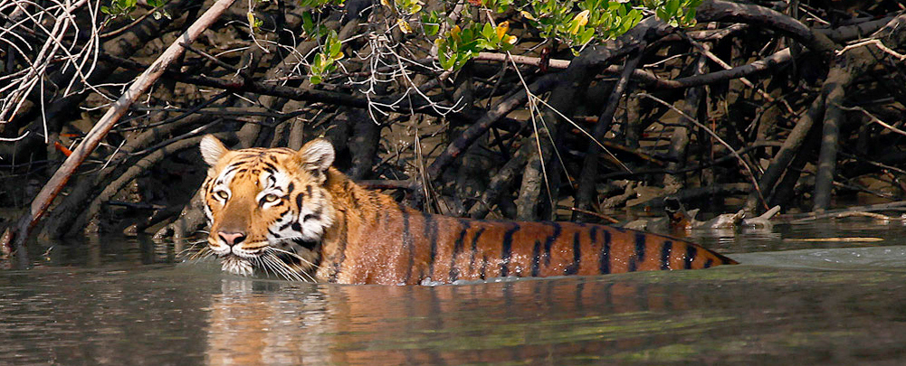 Attractions & Things To Do In India: Sundarbans