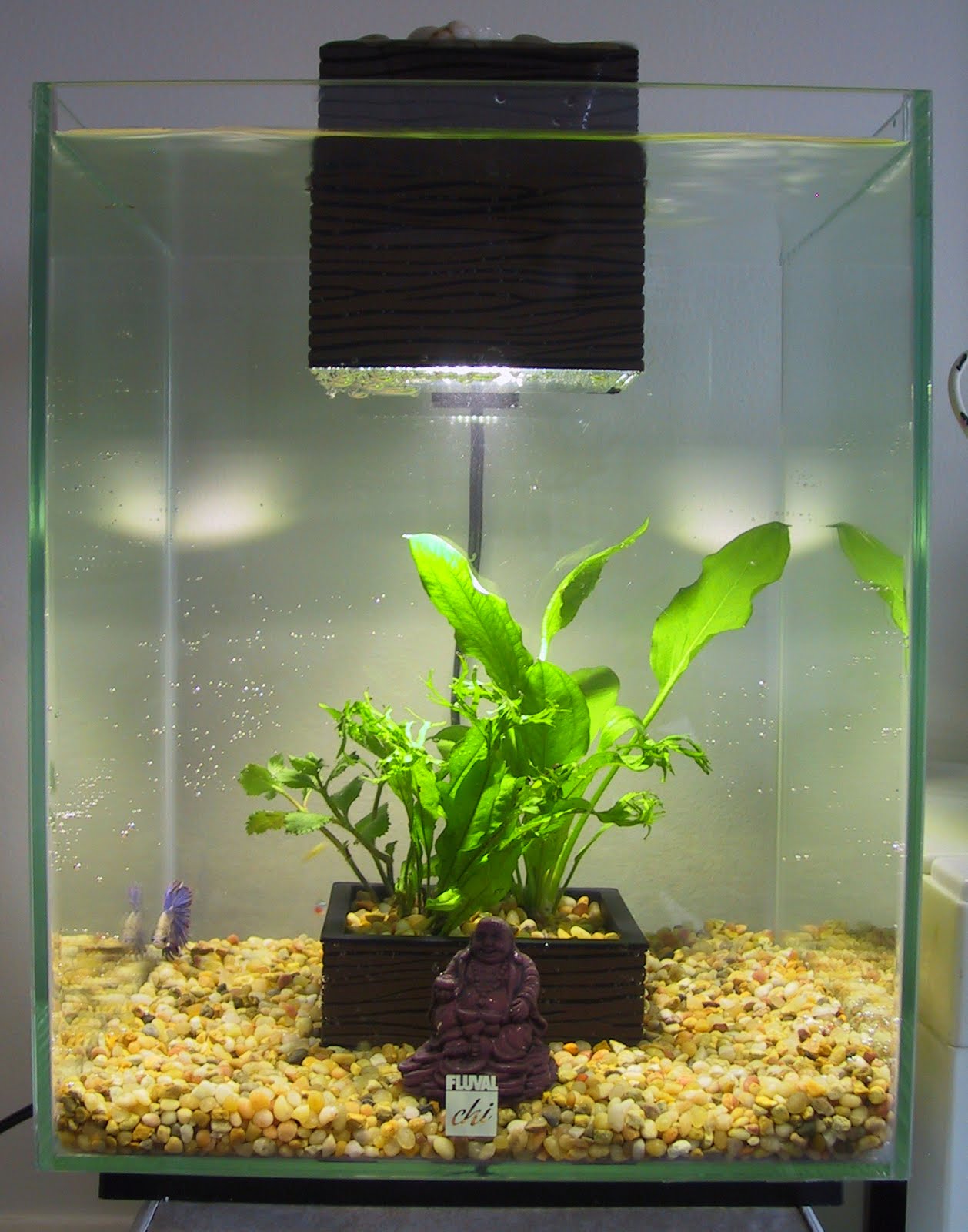 Ramblings: New (Chi) Aquarium