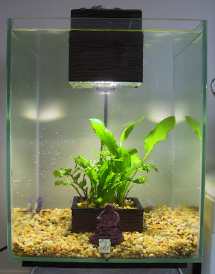 Ramblings: New (Chi) Aquarium