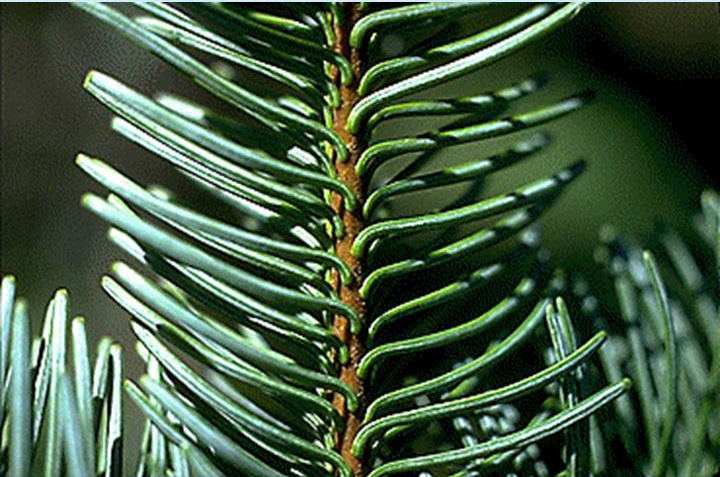 Trees Planet: Abies procera - Noble Fir - Red Fir