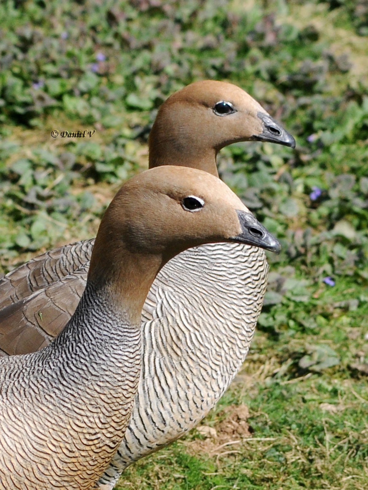 Les oiseaux du 27: La bernache a tête rousse, chloephaga rudidiceps