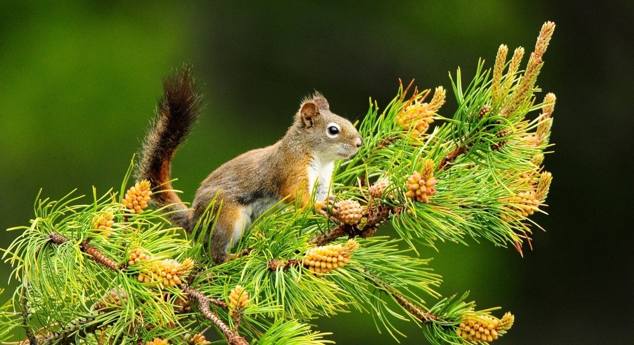 Torrijo De La Cañada: ARDILLA EN EL PINO