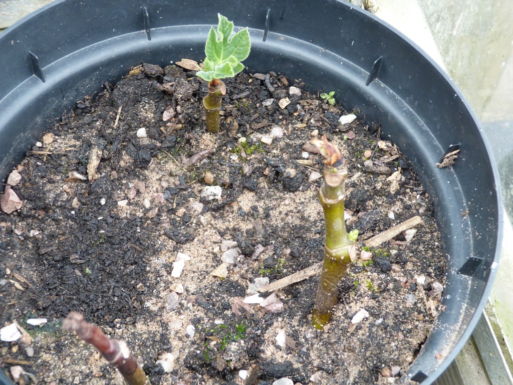 An English Homestead: Fig Cuttings Have Taken