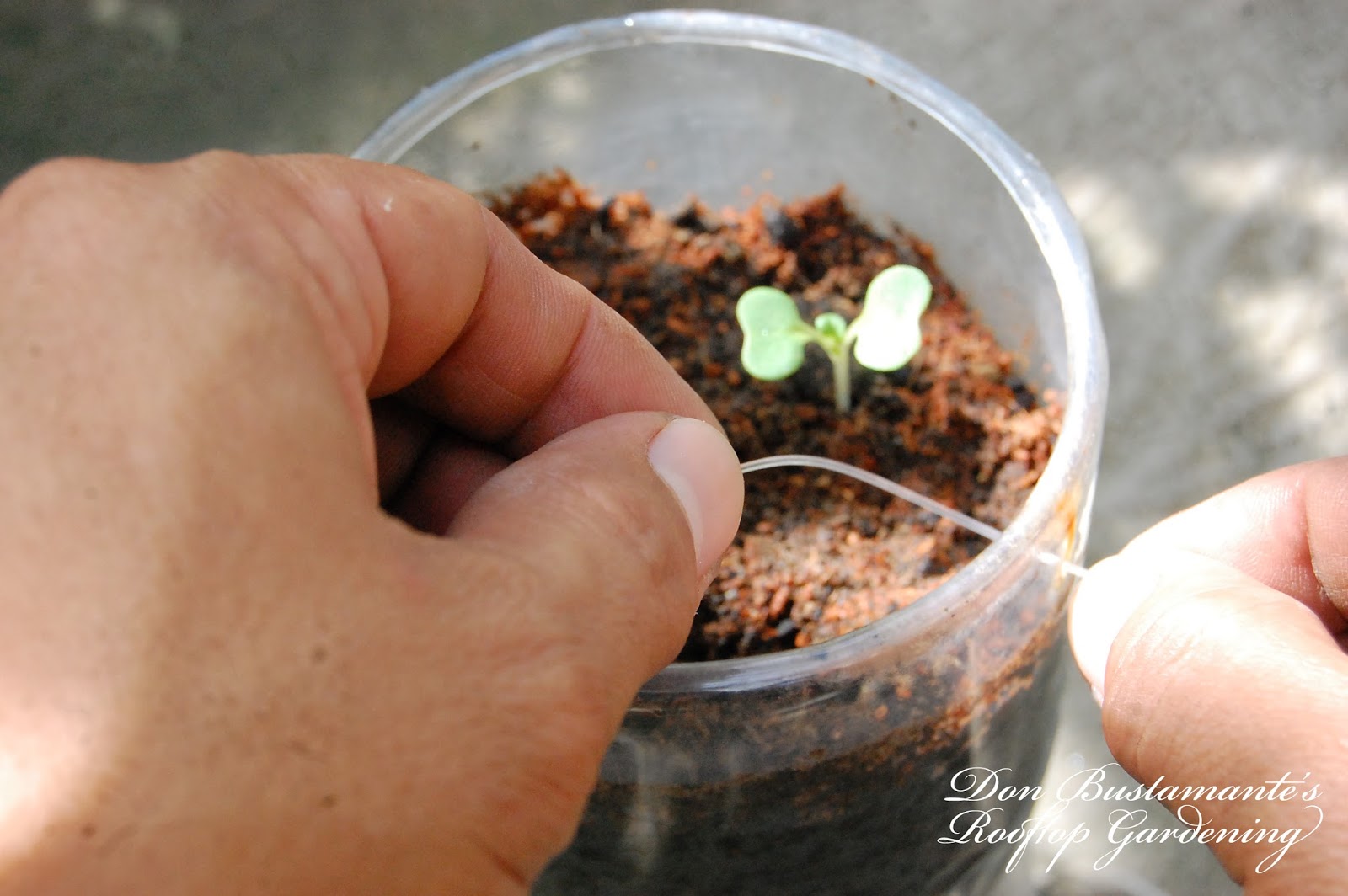 Don Bustamante's Rooftop Garden: How To Plant Pechay In Self Watering ...
