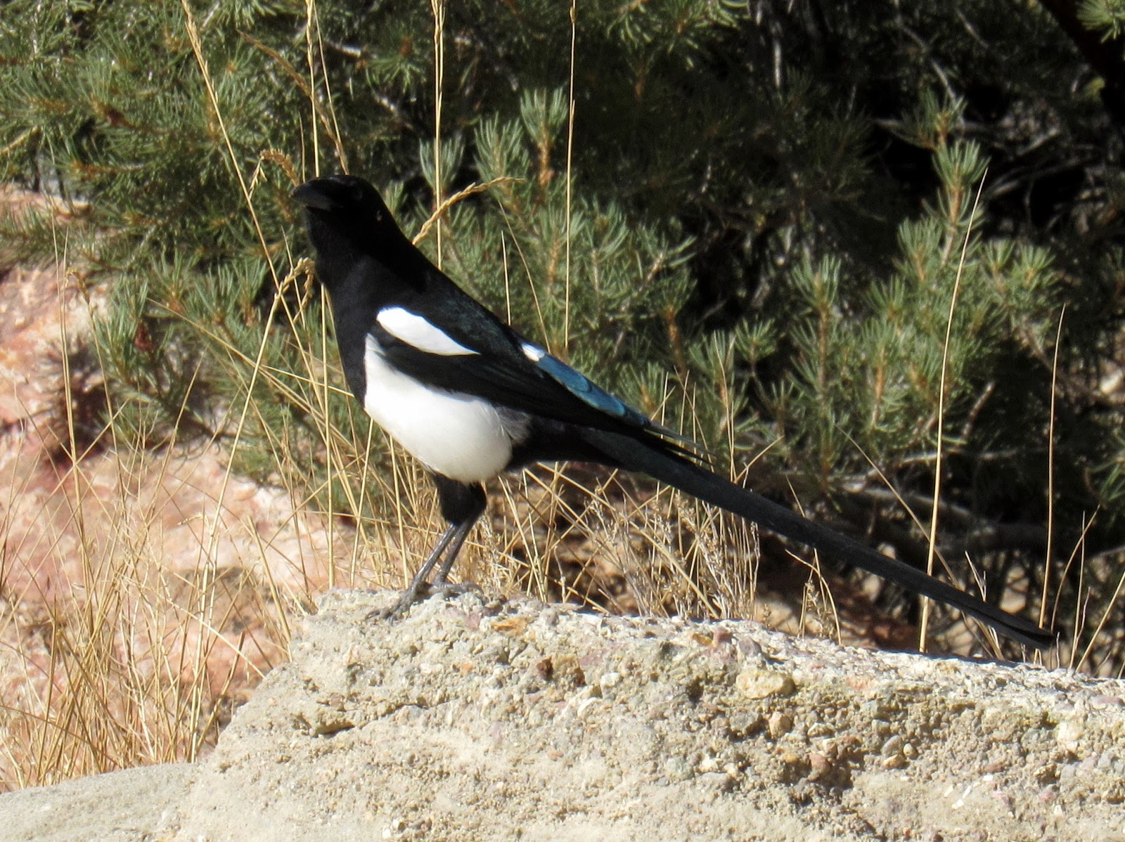 Black-billed Magpies East of the Sierra Crest