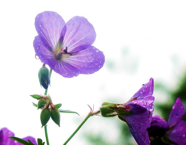 Flower Homes: Delicate Flowers