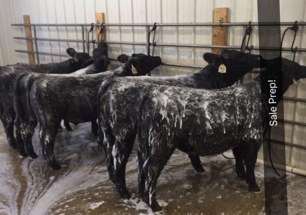 MITTAG Blog: Washing Sale Calves