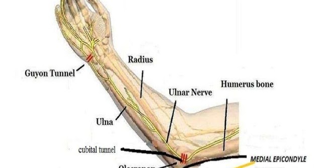 Ulnar Nerve