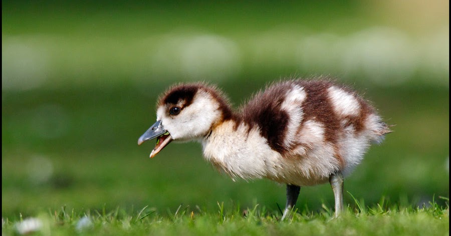 The Ballet Star Galactica