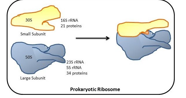 B for Biology: Ribosomes - Protein Assemblers of the Cell