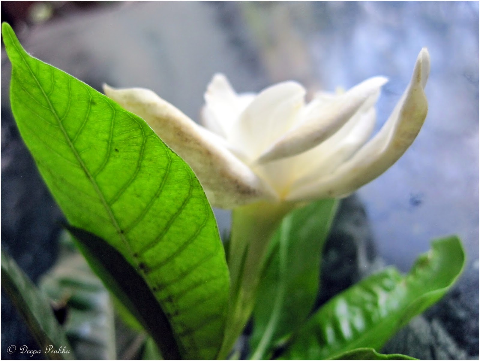 Anant flower/ Gardenia jasminoides - Random Photography