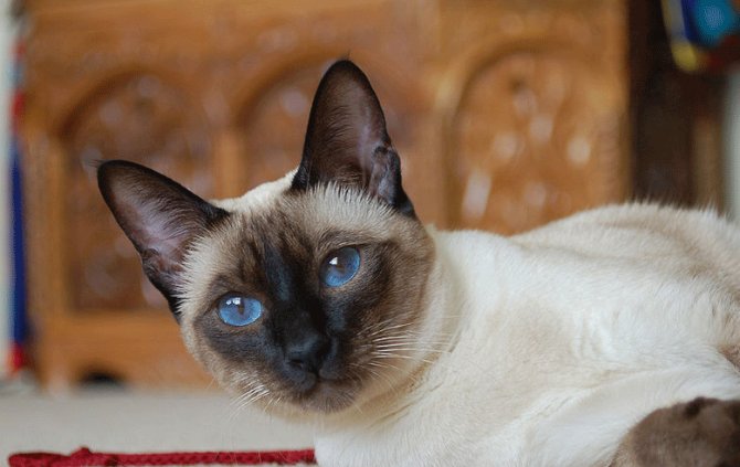 Siamese Cat Breeds Facts and Health Care Guide (UPDATE) | Siamese Cats ...