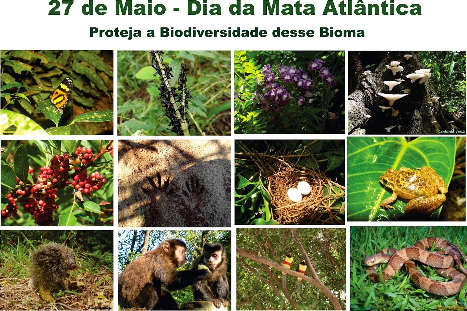 Observatório MUNICIPAL Jequié - de Ação Social: DIA DA MATA ATLÂNTICA ...