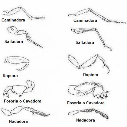 Morfologia externa de los insectos - ASESORÍA GLOBAL GAP Y ...